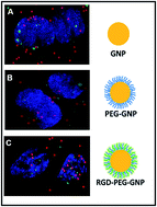 Optimization of PEG coated nanoscale gold particles for enhanced ...
