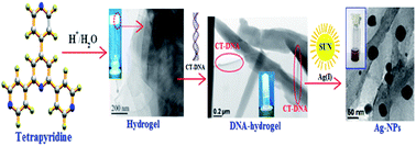 A supramolecular hydrogel for generation of a benign DNA-hydrogel - RSC ...