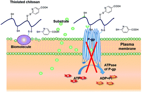 The P-glycoprotein inhibitory effect and related mechanisms of ...