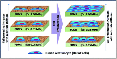 Substrate stiffness does affect the fate of human keratinocytes - RSC ...