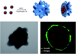 One-step synthesis of magnetic gold nanostars for bioimaging ...