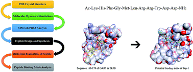 Discovery and identification of Cdc37-derived peptides targeting the ...