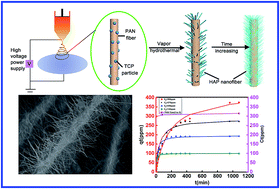 Hydrothermal-assisted biomimetic synthesis of a brush-like Hap/PAN ...