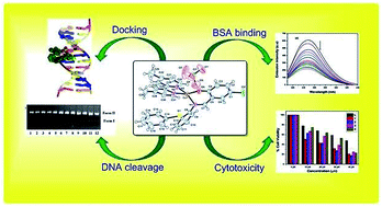 Mixed-ligand copper(ii)-phenolate complexes: structure and studies on ...