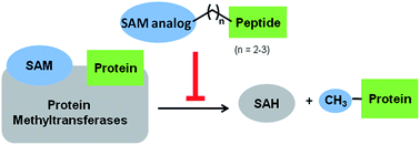 Facile synthesis of SAM–peptide conjugates through alkyl linkers ...
