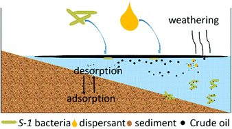 The physical–biological processes of petroleum hydrocarbons in seawater ...
