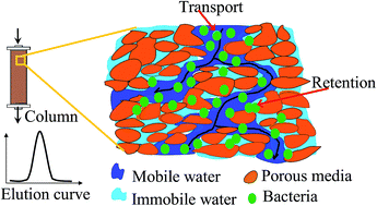 Comparison of transport between two bacteria in saturated porous media ...