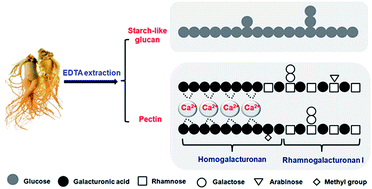 Structural analysis of ginseng polysaccharides extracted by EDTA ...