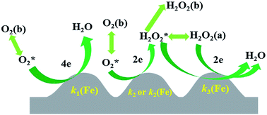 Role of iron in the reduction of H2O2 intermediate during the oxygen ...