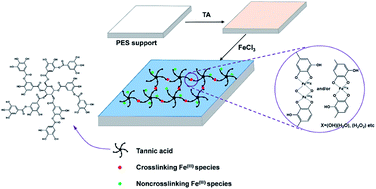 Green coating by coordination of tannic acid and iron ions for antioxidant nanofiltration ...