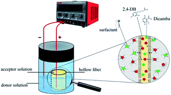 A novel strategy based on surfactant assisted electromembrane ...