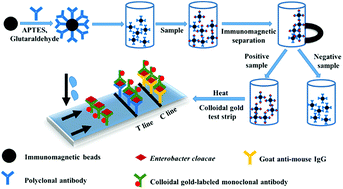 Rapid detection of Enterobacter cloacae by immunomagnetic separation ...
