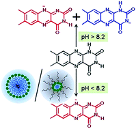 Selective prototropism of lumichrome in cationic micelles and reverse ...