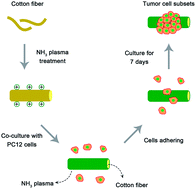 Enrichment of cancer stem cells by cotton fiber - RSC Advances (RSC ...