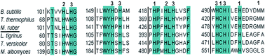 Molecular and biochemical characterization of a new thermostable ...