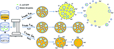 Understanding and controlling the release mechanism of Escherichia coli ...
