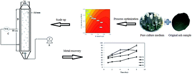 Bioleaching of fuel-oil ash using Acidithiobacillus thiooxidans in ...