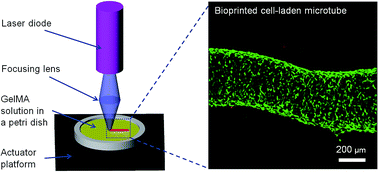 An ultrafast hydrogel photocrosslinking method for direct laser ...