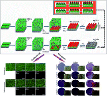 Silver nanoparticle-loaded hydroxyapatite coating: structure ...