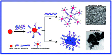 DNA templated self-assembly of gold nanoparticle clusters in the ...