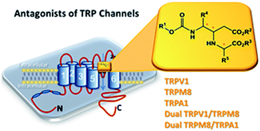New transient receptor potential TRPV1, TRPM8 and TRPA1 channel ...
