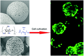 Fabrication, hydrolysis and cell cultivation of microspheres from ...