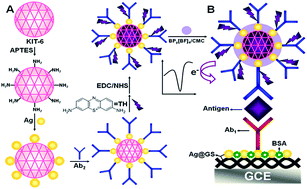An electrochemical immunosensor comprising thionin/silver nanoparticles ...