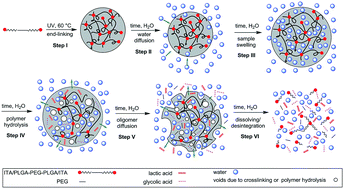 Hydrolytic stability of end-linked hydrogels from PLGA–PEG–PLGA macromonomers terminated by α,ω ...