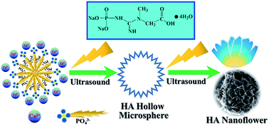 Sonochemical synthesis of hydroxyapatite nanoflowers using creatine ...