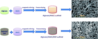 Preparation and characterization of alginate/HACC/oyster shell powder ...