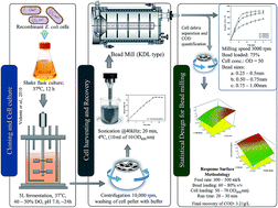 Modeling and optimization of a continuous bead milling process for ...