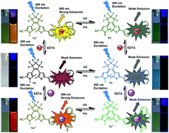 Highly sensitive fluorescent sensor for Mg2+ and Ca2+ based on a multi ...