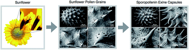 Extraction of sporopollenin exine capsules from sunflower pollen grains ...