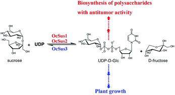 Transcriptome-wide identification of sucrose synthase genes in ...