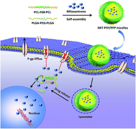PCL–F68–PCL/PLGA–PEG–PLGA mixed micelles mediated delivery of ...