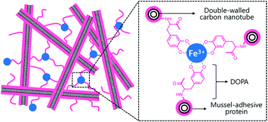 Optical sensitivity of mussel protein-coated double-walled carbon ...