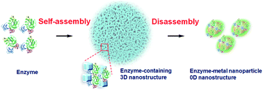 An enzyme–copper nanoparticle hybrid catalyst prepared from disassembly ...