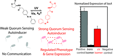 Controlling the activity of quorum sensing autoinducers with light ...