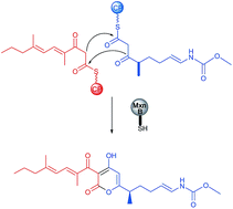 In vitro reconstitution of α-pyrone ring formation in myxopyronin ...