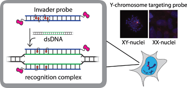 Invader probes: harnessing the energy of intercalation to facilitate ...