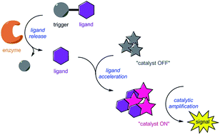 Signal transduction and amplification through enzyme-triggered ligand ...