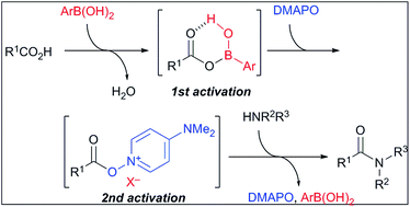 Boronic acid–DMAPO cooperative catalysis for dehydrative condensation ...