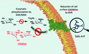 Inhibition of the key enzyme of sialic acid biosynthesis by C6-Se ...