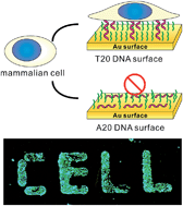 DNA orientation-specific adhesion and patterning of living mammalian ...