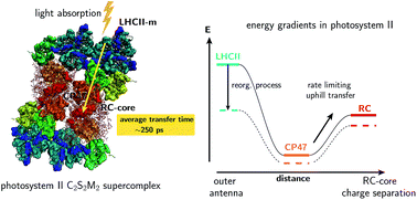 Efficiency of energy funneling in the photosystem II supercomplex of ...
