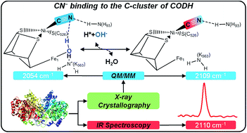 When the inhibitor tells more than the substrate: the cyanide-bound ...