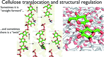 Simulations of cellulose translocation in the bacterial cellulose ...