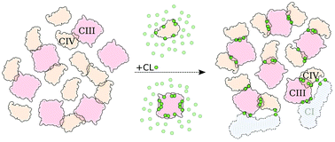 Molecular mechanism of cardiolipin-mediated assembly of respiratory ...
