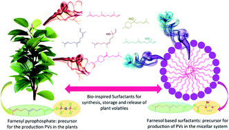 Bio-inspired surfactants capable of generating plant volatiles - Soft ...
