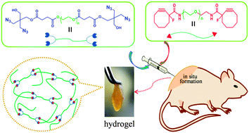 An injectable and fast-degradable poly(ethylene glycol) hydrogel ...